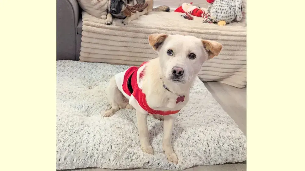 Adopt Prince, Adorable Friendly Rescue