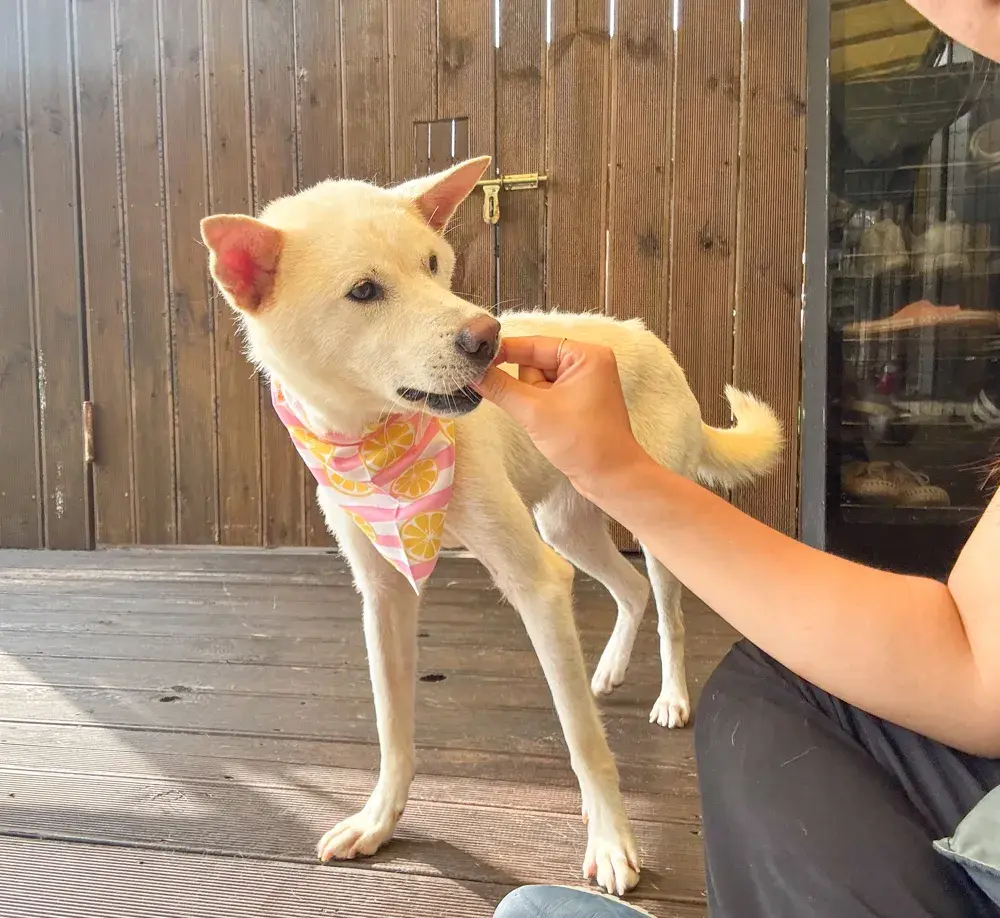 Sandy a gentle loving rescue dog for adoption