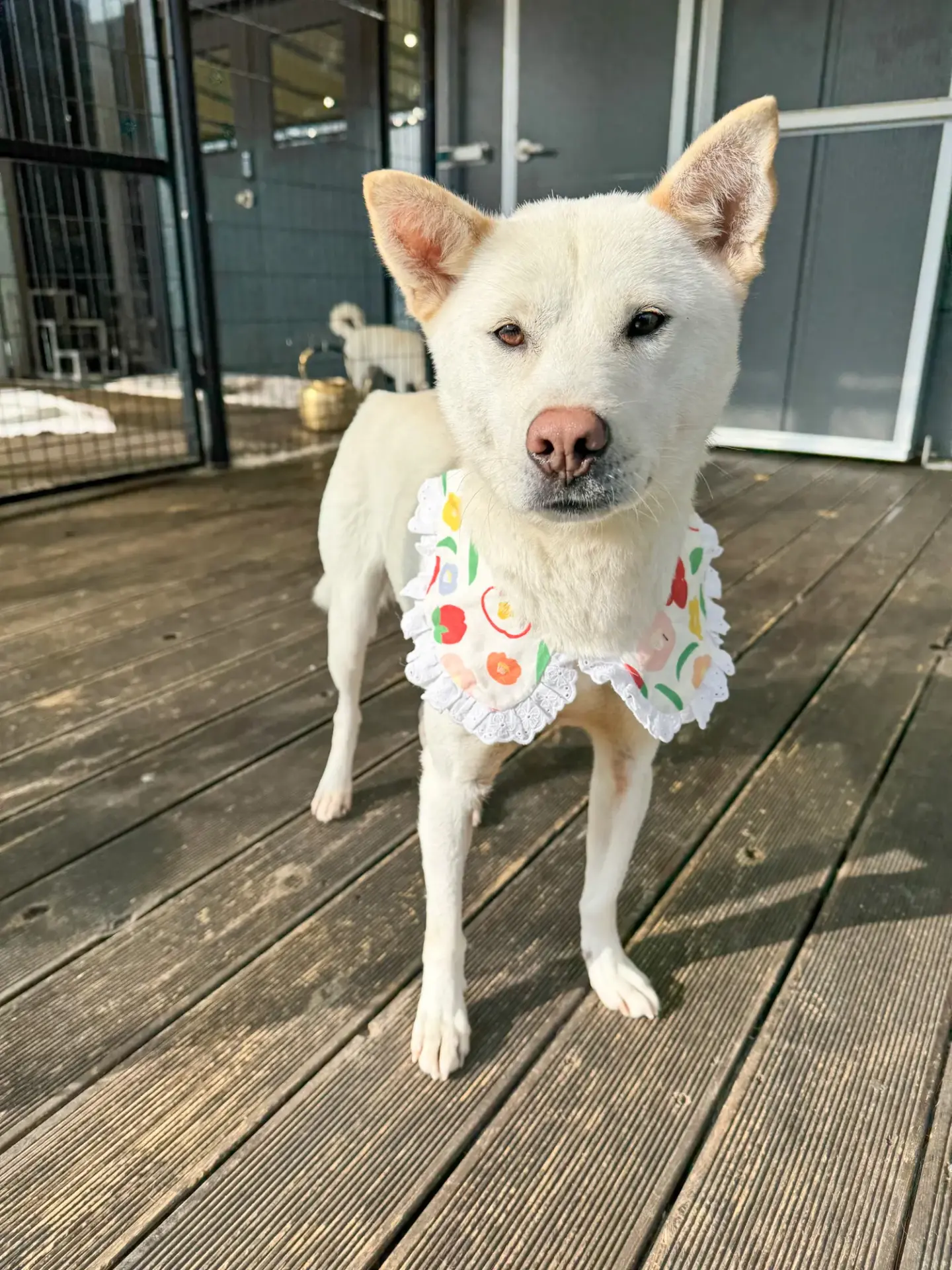 Sandy a gentle loving rescue dog for adoption