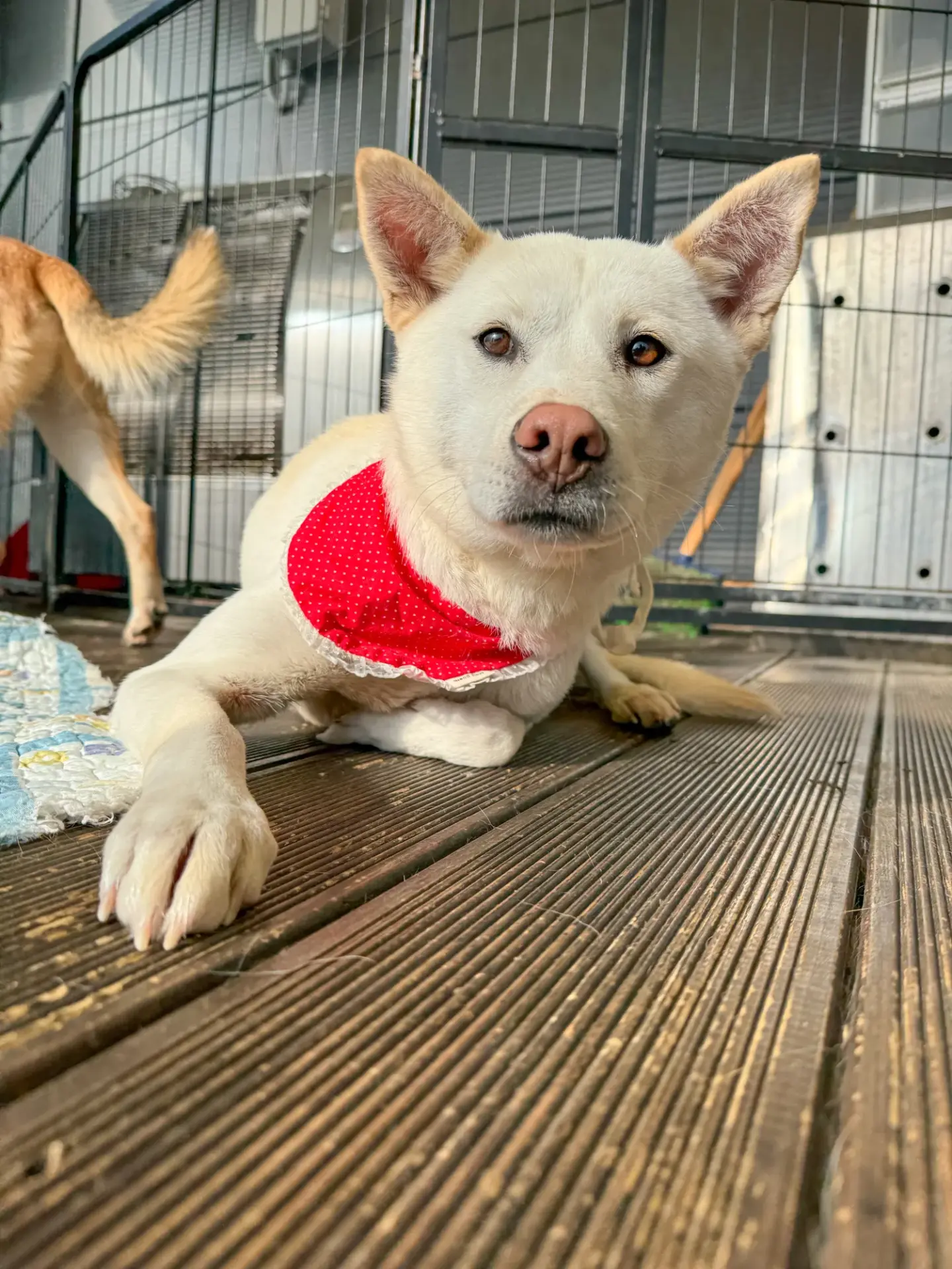 Sandy a gentle loving rescue dog for adoption