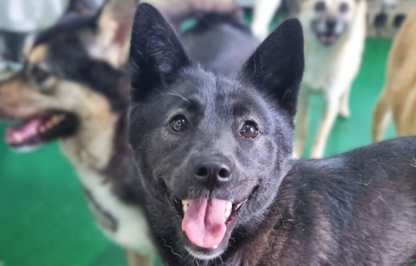 Adopt Hyorim An Adorable Korean Jindo Rescue Dog