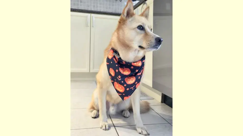Taavi – Loyal, Smart Jindo Mix Looking for Home