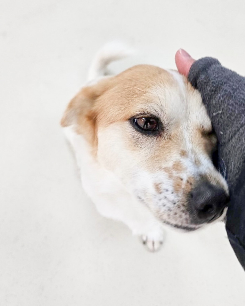 Adopt Toby, an adorable Korean rescue dog