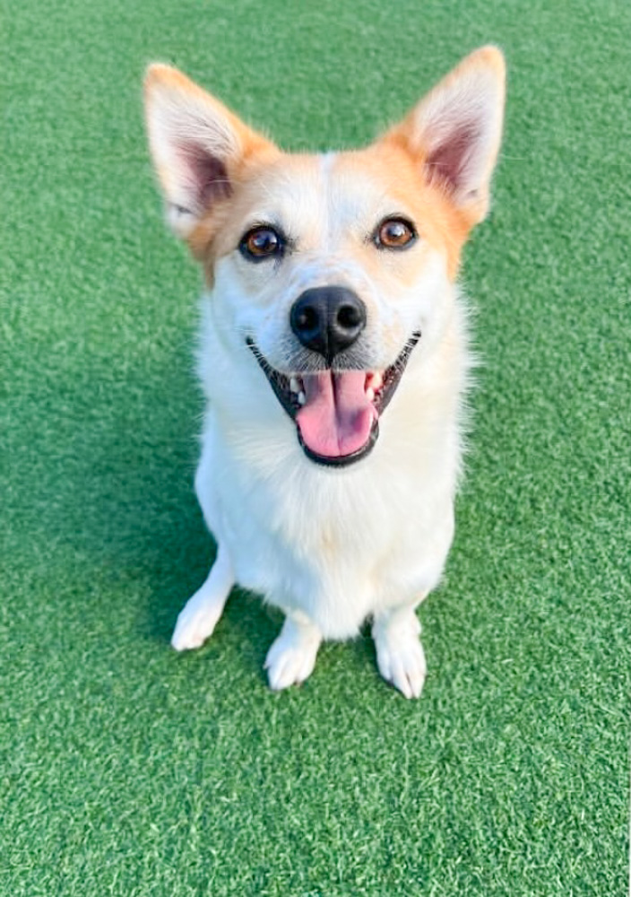 Adopt Toby, an adorable Korean rescue dog