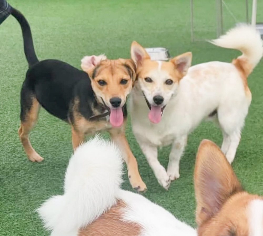 Adopt Toby, an adorable Korean rescue dog