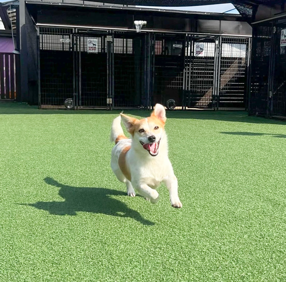 Adopt Toby, an adorable Korean rescue dog
