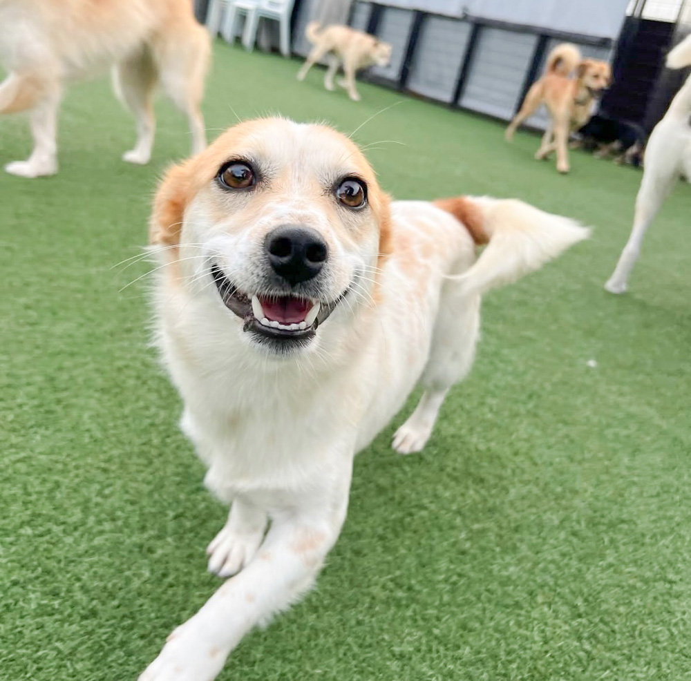 Adopt Toby, an adorable Korean rescue dog