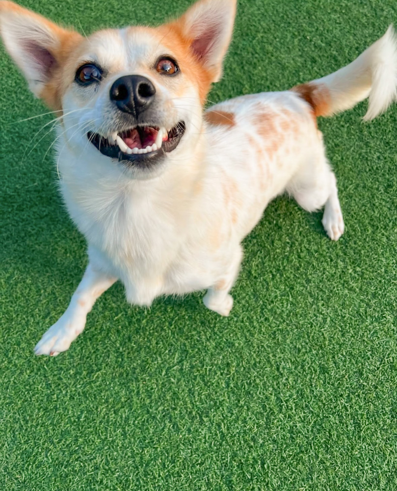 Adopt Toby, an adorable Korean rescue dog