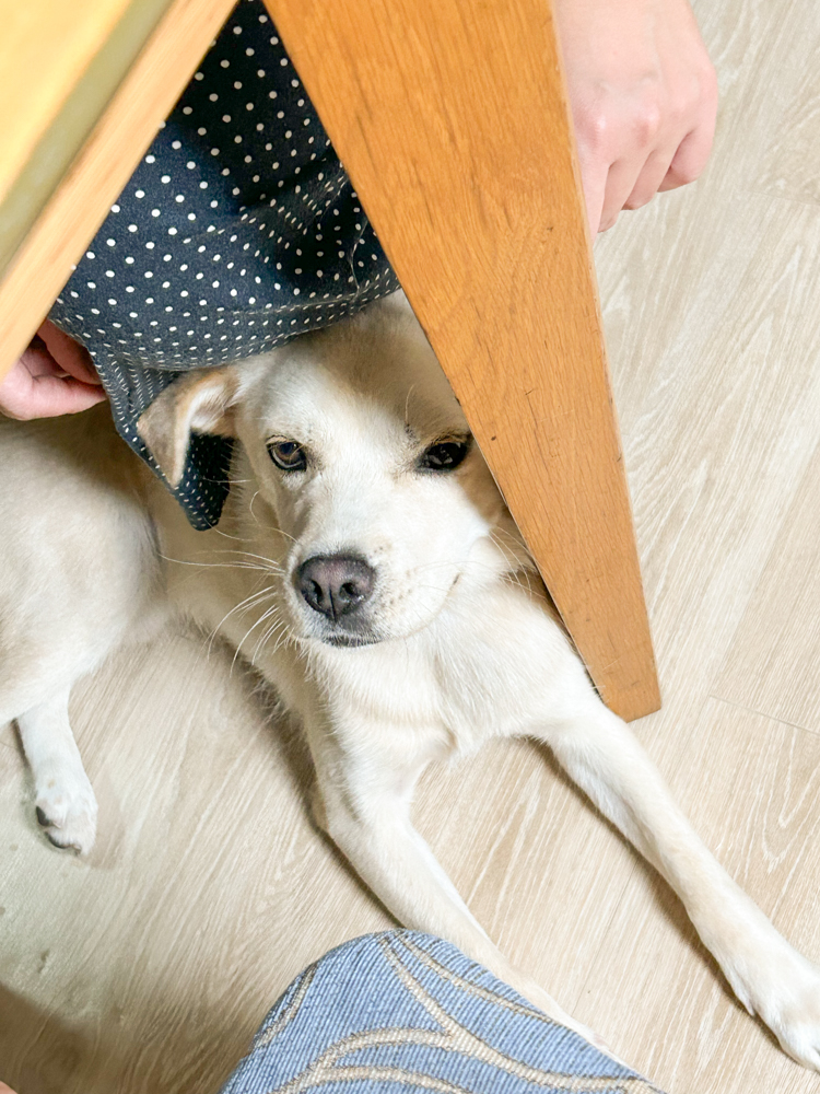 Adopt Tony, an adorable Korean terrier mix rescue dog