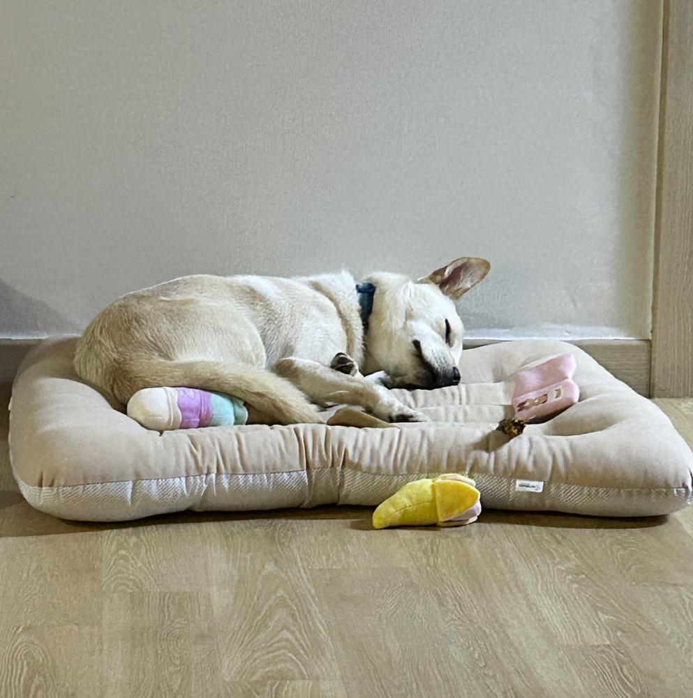 Adopt Tony, an adorable Korean terrier mix rescue dog