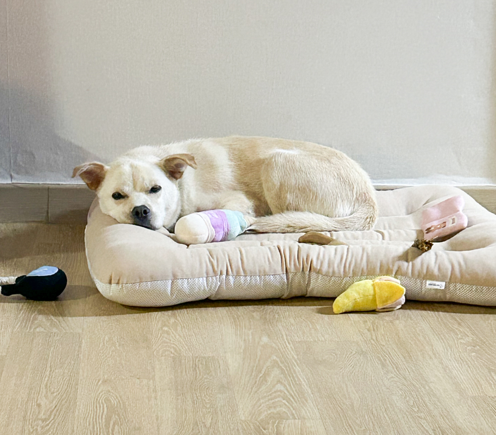 Adopt Tony, an adorable Korean terrier mix rescue dog