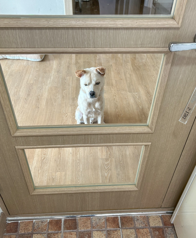 Adopt Tony, an adorable Korean terrier mix rescue dog