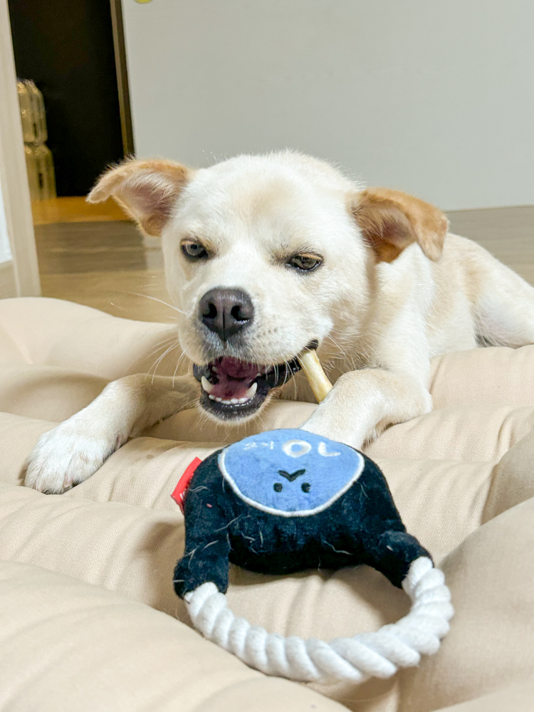 Adopt Tony, an adorable Korean terrier mix rescue dog