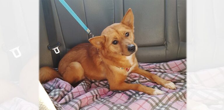 Tooshi – Free Korean Dogs