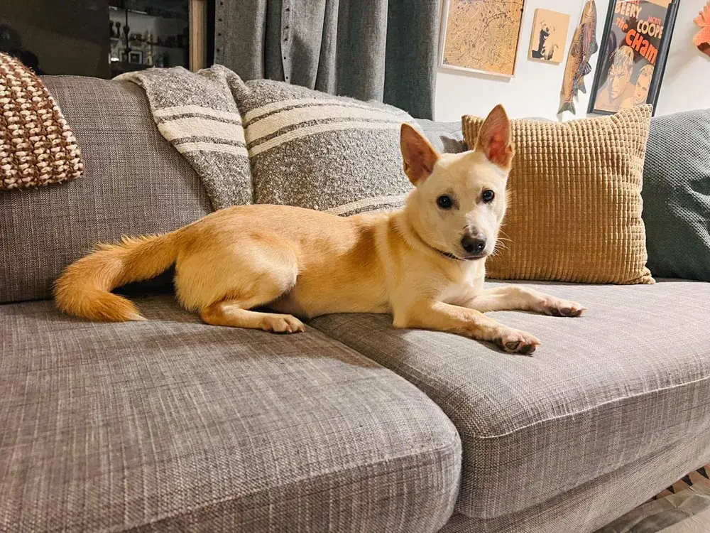 Sweet & Gentle Wandoo Looking for His Forever Home