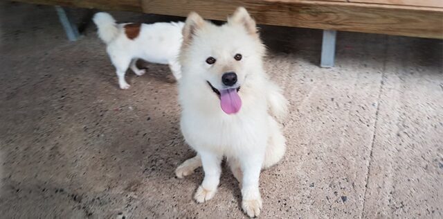 Yena – Free Korean Dogs