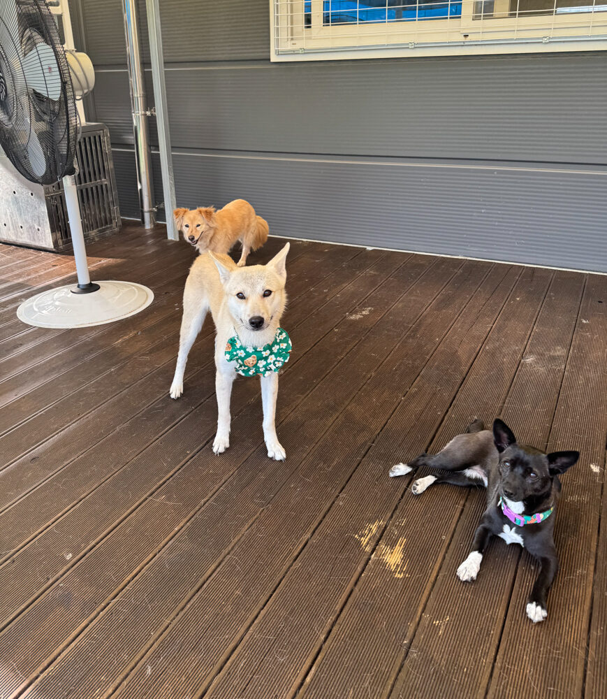 Gentle and Loving Rescue Dog Youja for Adoption