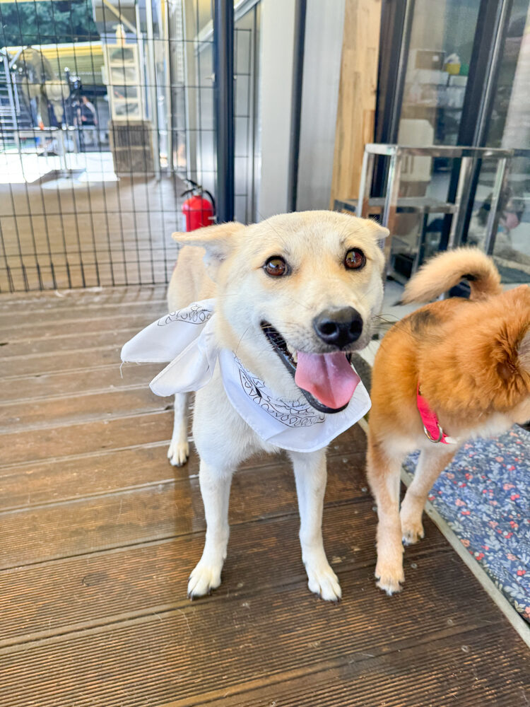 Gentle and Loving Rescue Dog Youja for Adoption