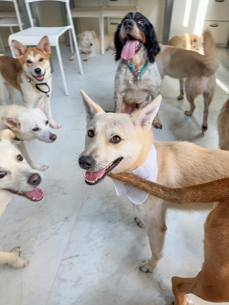 Gentle and Loving Rescue Dog Youja for Adoption