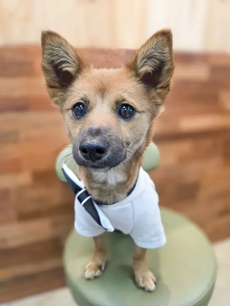 Adopt Younga, Sweet, Gentle, and Loving Dog