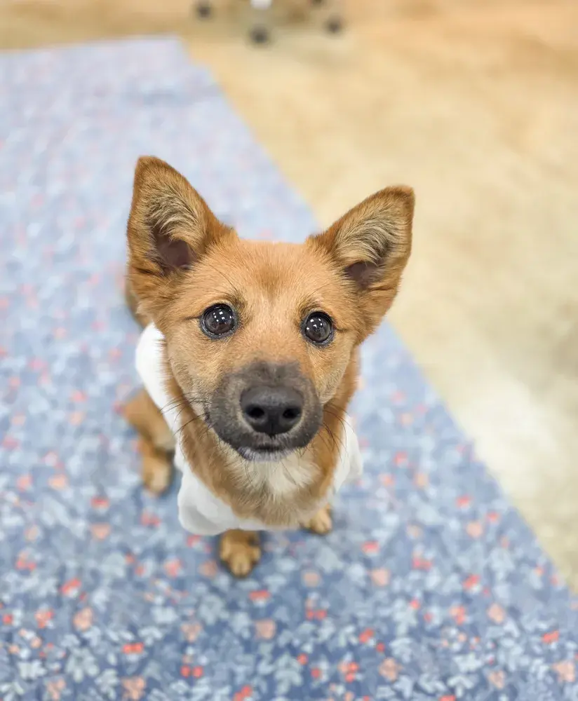 Adopt Younga, Sweet, Gentle, and Loving Dog