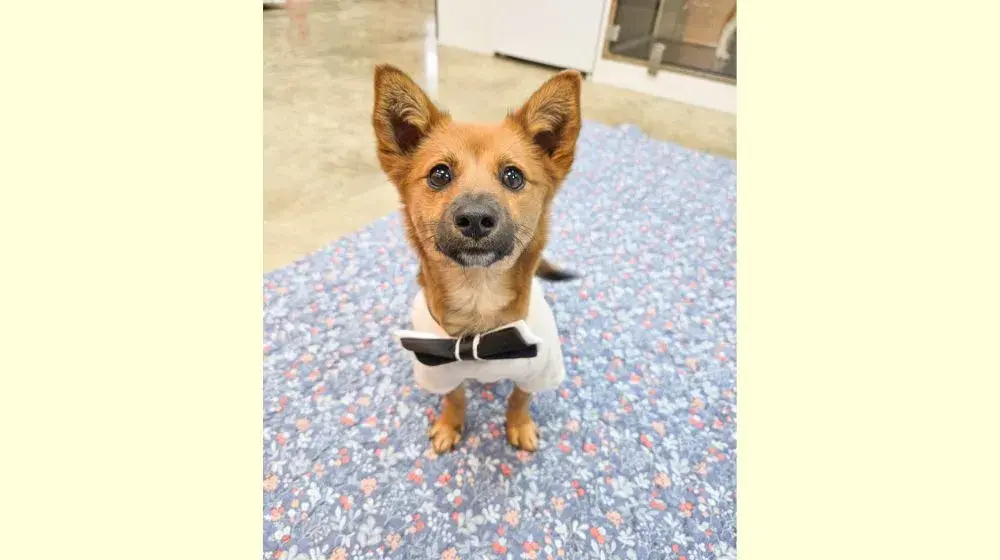 Adopt Younga, Sweet, Gentle, and Loving Dog